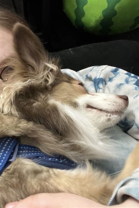 Cuddle Time Oc Raww