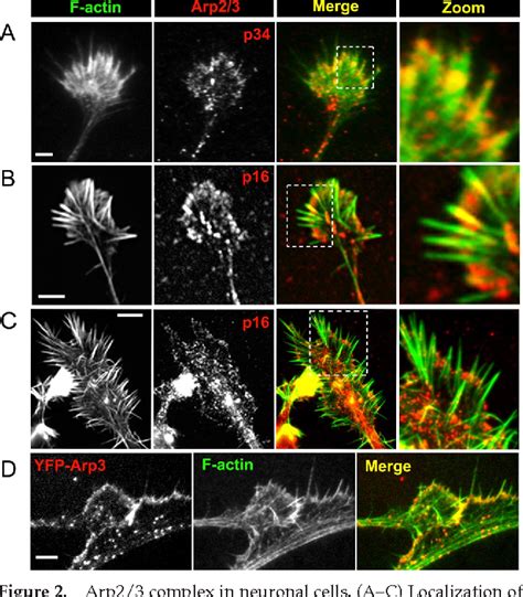 Figure 2 From Arp2 3 Complex Is Important For Filopodia Formation Growth Cone Motility And