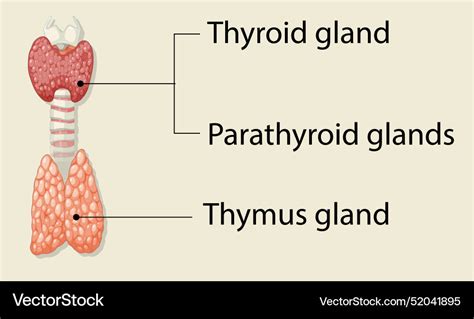 Thymus Gland Diagram