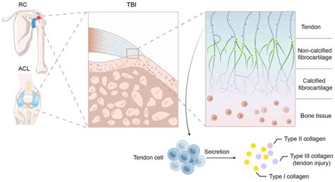 International Journal Of Molecular Medicine