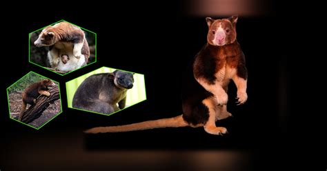 သားပိုက်ကောင်ဆိုပေမယ့်လည်း သစ်ပင်တွေပေါ်မှာ နေထိုင်ကြတဲ့ သစ်ပင် သားပိုက်ကောင်များ Myanmarload