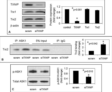 Effects Of Txnip Knockdown On Trx2 Ask1 Interaction And Ask1 Download Scientific Diagram