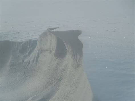 Danis Daily Thousand Snow Pussy Willows