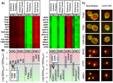 Morphological Distances A Heatmap Of The Mean Morphological Distance