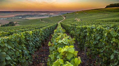The Champagne Region An In Depth Travel Guide