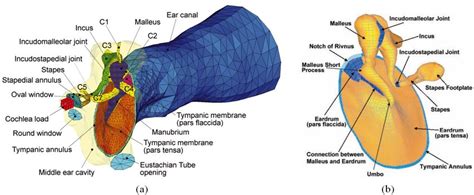 6 Finite Element Model Of The Left Human Middle Ear A The Model