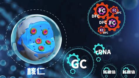 《自然》罕见加急发表！上海科学家揭开最忙“细胞工厂”高效加工之谜 腾讯新闻