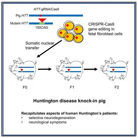 小布解读 李晓江 赖良学团队利用aav基因疗法治疗亨廷顿症猪 知乎