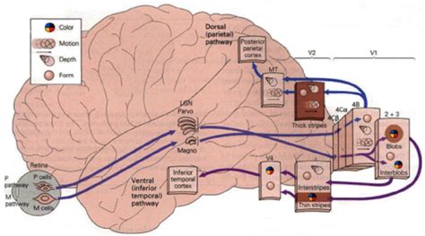 Visual Input Processing Understanding Context