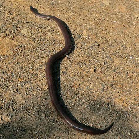 Sunbeam Snake Facts Diet Habitat And Pictures On Animaliabio
