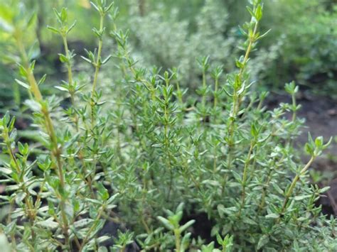 Thyme Guide Cultivation And Culinary Uses