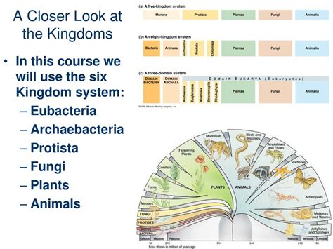 Ppt Levels Of Classification Powerpoint Presentation Free Download Id 2439711