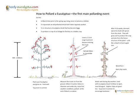 Pruning Guides For Eucalyptus Hardy Eucalyptus