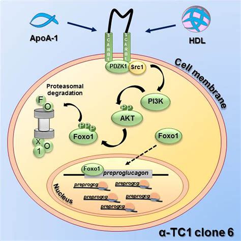hdl high density lipoprotein and apoa 1 apolipoprotein a 1
