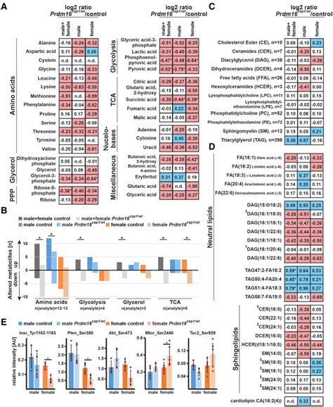 Prdm16 Mutation Determines Sex Specific Cardiac Metabolism And Identifies Two Novel Cardiac