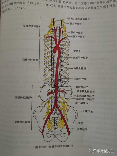 交感神经图 交感神经图解 伤感说说吧