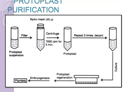 Protoplast Isolation Culture And Fusion Pptx