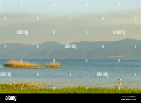 Spring Flower Meadow With Big Black And White Bird And Red Log Bill