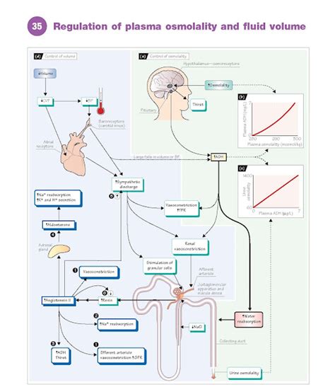 Regulation Of Plasma Osmolality And Fluid Volume Pediagenosis