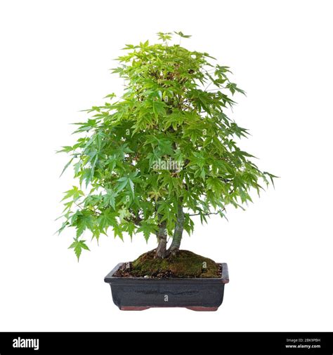 Beautiful Japanese Maple Bonsai In Spring Colors Isolated Over White