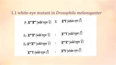 F Sex Linkage Powerpoint Presentation Genetics Ppt
