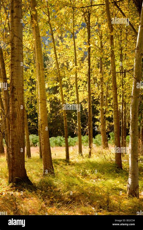 Aspen Trees Display Fall Color In El Capitan Meadow Yosemite Valley