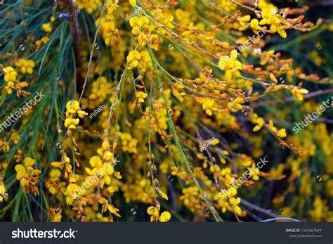 14 Imagens De Grey Stinkwood Imagens Fotos Stock E Vetores Shutterstock