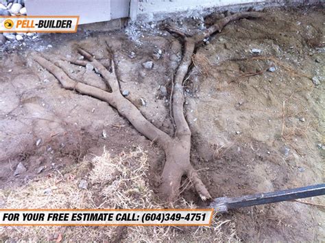 Tree Root Removal Vancouver Pell Builder Inc Concrete Contractor Vancouver BC