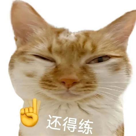猫咪眯眼一脸嫌弃，旁边配文 还得练”，表情超搞笑 网红白底meme表情包 表情包图片动图 求表情网斗图从此不求人