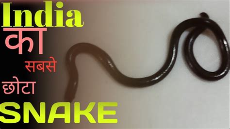 Beaked Worm Snake Youtube