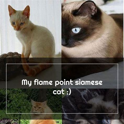 How Can I Tell If My Cat Is Siamese DIY Seattle