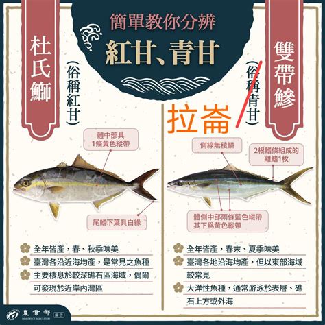 在澎湖生活的100種理由 這幾天農業部的這個組圖造成澎湖討海人的熱議，雙帶鰺是一般台灣俗稱的拉崙，我還真的沒有在澎湖聽過把拉崙稱作是青甘的