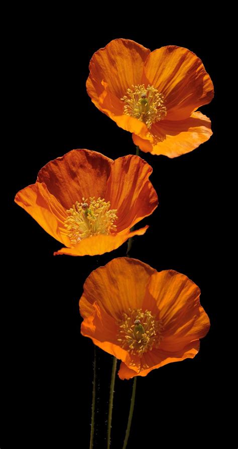 Welsh Poppies By Andrew Munro Nature Photo With Canon Eos 50d