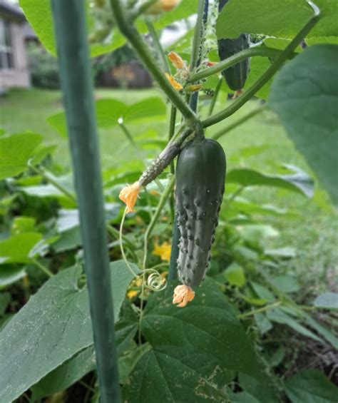 Cucumber Trellis Ideas Archives Craft Mart