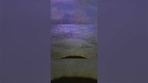 Starry Flounder Reproductive Strategy Starryflounder Flounder Platichthys Aquarium Youtube