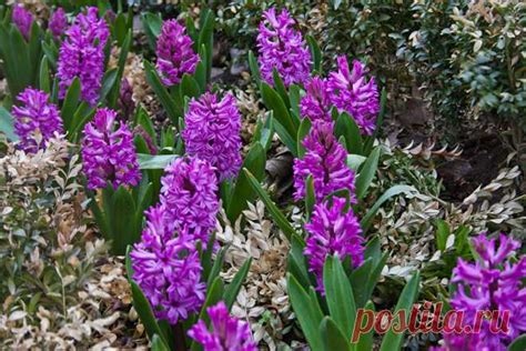 Многолетний садовый цветок Гиацинт Hyacinthus Луковичный травянистый мн Мир комнатных