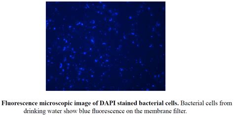 Enumeration Of Microbes With Dapi Staining Biology Ease