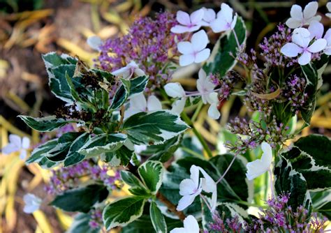 Hydrangea Macrophylla Introduced Eflora Of India