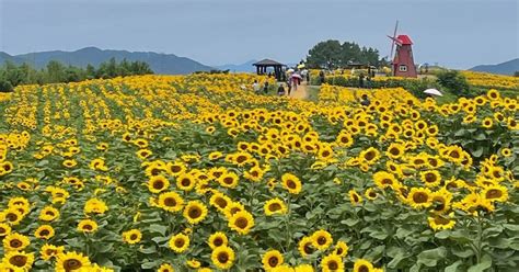 제13회 함안 강주 해바라기 축제 성료… 4만 2 500㎡ 규모 꽃밭 ‘장관