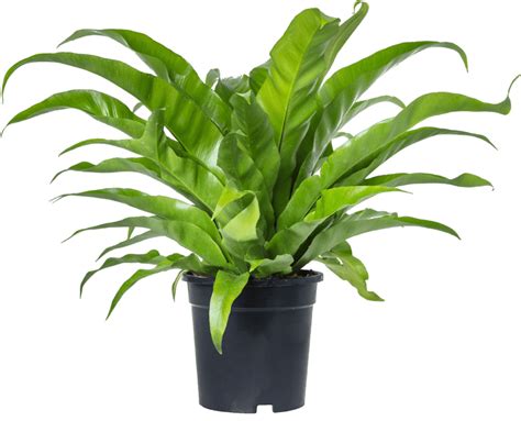 Asplenium Air So Pure