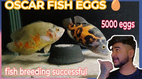 Oscar Fish Breeding Successful 😍 5000 Se Bhi Jada Eggs Diye Hai 🤩