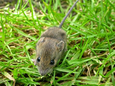 Pictures Of Alan Roscoe Picture 99724 Pictures Of Celebrities