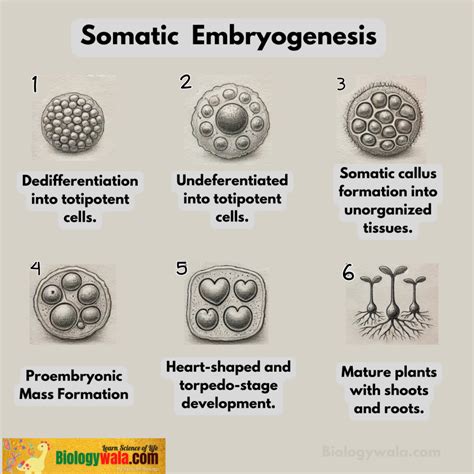 Cytodifferentiation And Somatic Embryogenesis Complete Notes