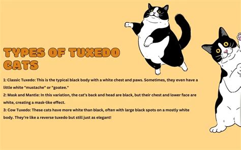 All About Tuxedo Cats Are They Aggressive Or Friendly