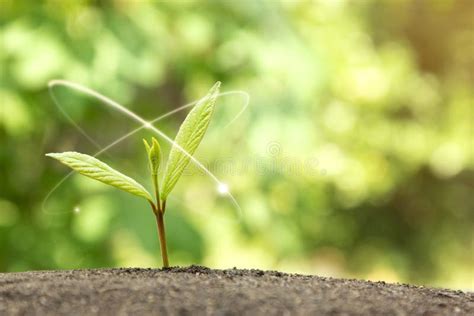 A Growth Of Nature Concepts With A Planting Green Seed In Nature And