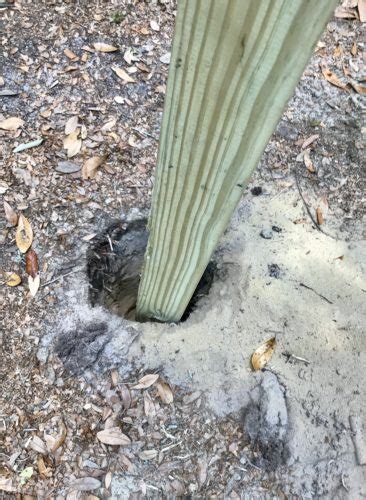 DIY Platform Tree House