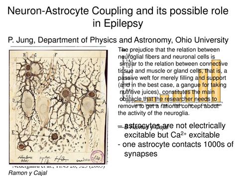 Ppt Neuron Astrocyte Coupling And Its Possible Role In Epilepsy Powerpoint Presentation Id