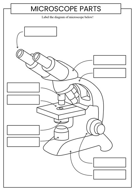 13 Light Microscope Diagram Worksheet Key Drawings Microscope