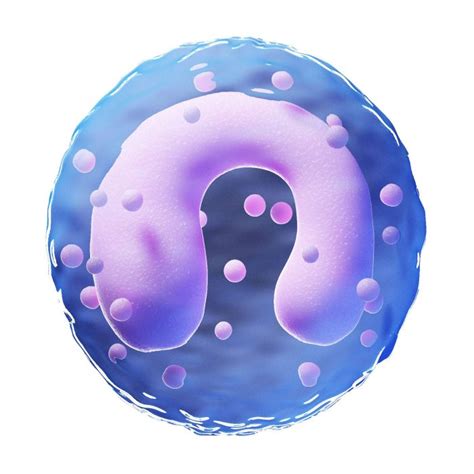 3d Rendered Medical Illustration Of A Monocyte Sciepro