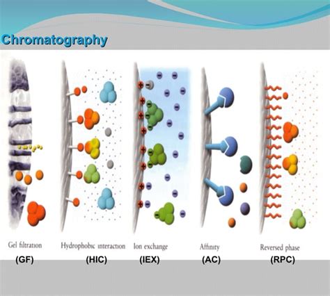 Recombinant Protein Expression And Purification Lecture Ppt
